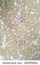 Kidney Cortex Under Microscope Stock Photo 1054994852 | Shutterstock