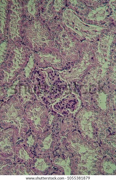 Kidney Pig Under Microscope Stock Photo 1055381879 | Shutterstock