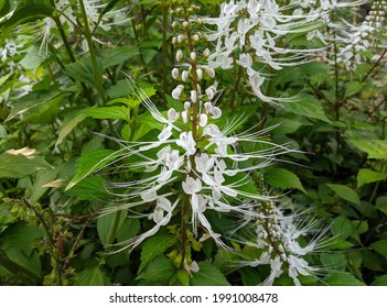 1,198 Kidney tea plant Images, Stock Photos & Vectors | Shutterstock