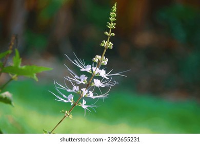 Kidney_tea_plant Photos, Images and Pictures