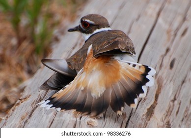 2,970 Bird broken wing Images, Stock Photos & Vectors | Shutterstock