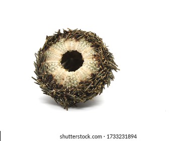 Kina Shellfish Spiky Outer Shell Photographed Stock Photo 1733231894 ...