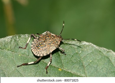 294 Bug fart Images, Stock Photos & Vectors | Shutterstock