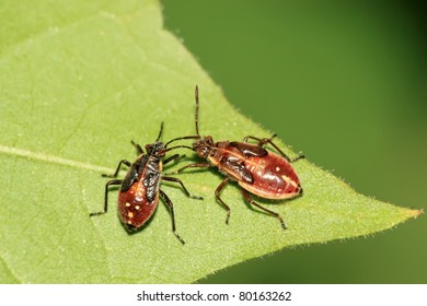 294 Bug fart Images, Stock Photos & Vectors | Shutterstock