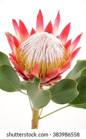 South African Flower Pin Cousin Protea Stock Photo (Edit Now) 1704047299