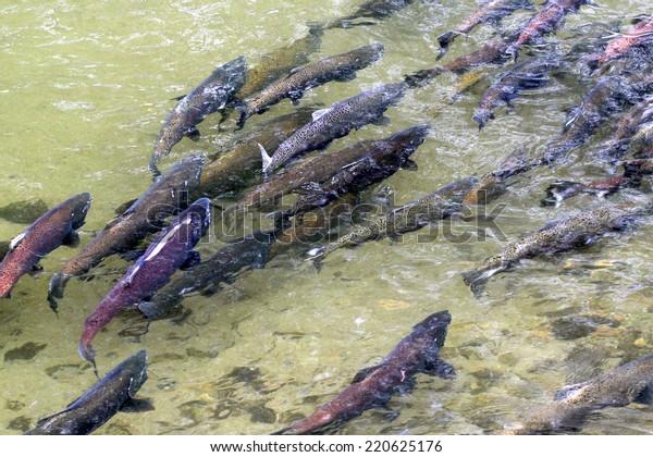King Salmon Spawning Stock Photo (Edit Now) 220625176