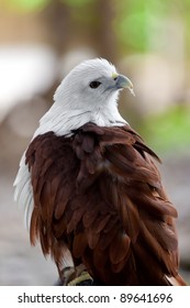 3 King Feather Slave Images, Stock Photos & Vectors | Shutterstock