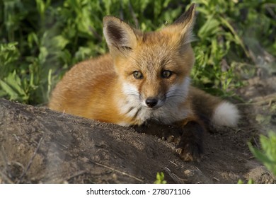 Kit Red Fox Napping Stock Photo 278071106 | Shutterstock