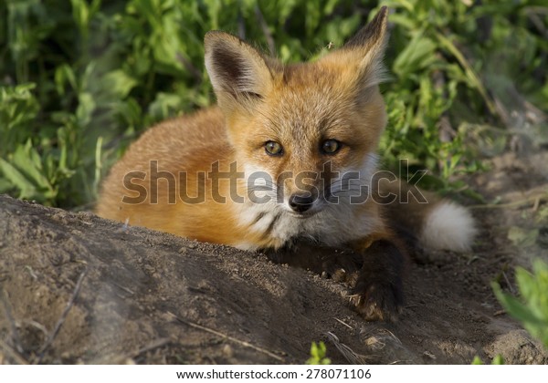 Kit Red Fox Napping Stock Photo 278071106 | Shutterstock
