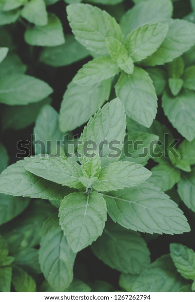 Kitchen Marsh Mint Peppermint Stock Photo 1267262794 | Shutterstock