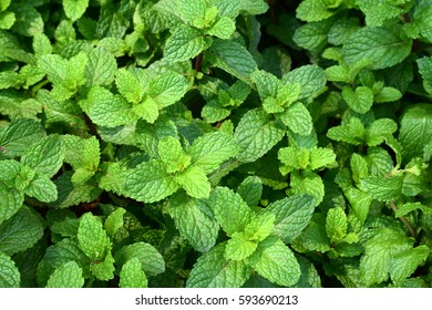 Kitchen Mint Marsh Mint Stock Photo 593690213 | Shutterstock