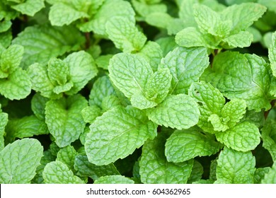Kitchen Mint Marsh Mint Stock Photo 622856906 | Shutterstock