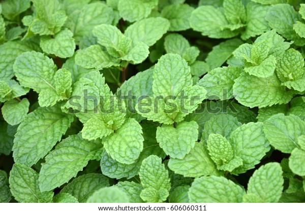 Kitchen Mint Marsh Mint Stock Photo 606060311 | Shutterstock