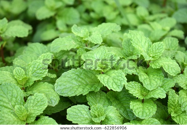 Kitchen Mint Marsh Mint Stock Photo 622856906 | Shutterstock