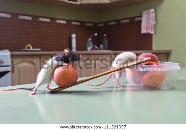 Kitchen Pilferers Now We Know Who Stock Photo 111521057 | Shutterstock