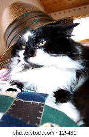 97 imágenes de Hat kat - Imágenes, fotos y vectores de stock | Shutterstock