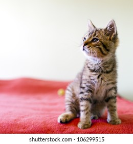 182 Buff tabby kitten Images, Stock Photos & Vectors | Shutterstock