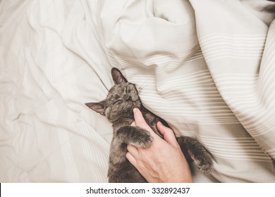 423 Meek cat Images, Stock Photos & Vectors | Shutterstock