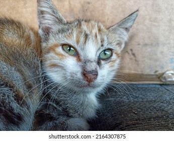 4,576 Sharp eyes of cat Images, Stock Photos & Vectors | Shutterstock