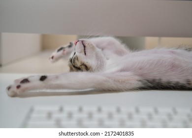 9,136 Kitten computer Images, Stock Photos & Vectors | Shutterstock