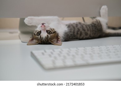 1,979 Cat Sleeping On Computer Images, Stock Photos & Vectors ...