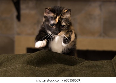 Kitten Pouncing Stock Photo 688358509 | Shutterstock