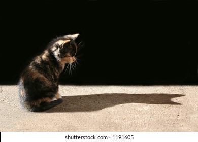 Kitten Shadow Stock Photo 1191605 | Shutterstock