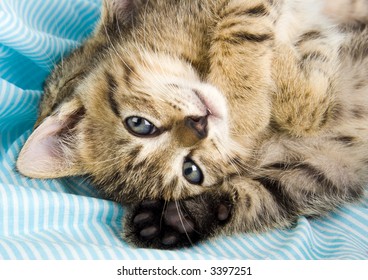 Kitty Stock Photo 3397251 | Shutterstock