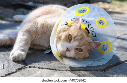 13,546 Construction Cat Images, Stock Photos & Vectors | Shutterstock