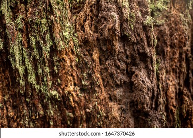 100 Knobbly tree bark Images, Stock Photos & Vectors | Shutterstock