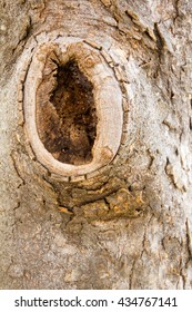 Cross Section Coconut Tree Stump Garden库存照片679583404 | Shutterstock
