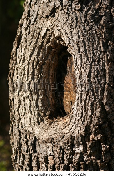 Knothole Stock Photo (Edit Now) 49616236
