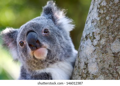 Koala Closeup Head Stock Photo 146012387 | Shutterstock