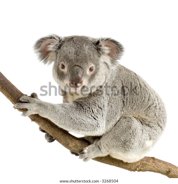 Koala Front White Background Stock Photo (Edit Now) 3268504