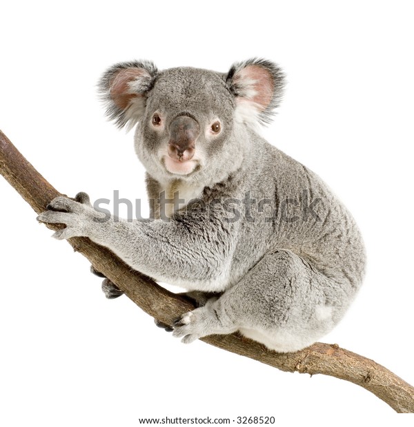 Koala Front White Background Stock Photo (Edit Now) 3268520