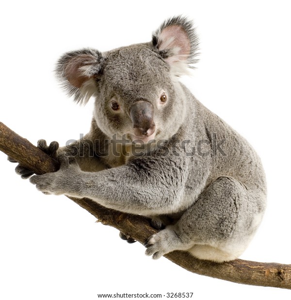 Koala Front White Background Stock Photo 3268537 | Shutterstock