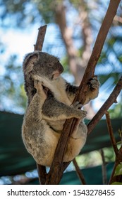 Koala Having Scratch Tree Stock Photo 1543278455 | Shutterstock