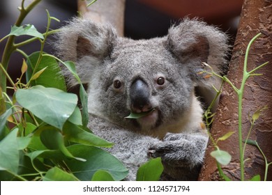 Koala Looking Into Camera While Eating Stock Photo 1124571794 ...