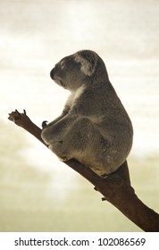 500 Koala Profile Images, Stock Photos & Vectors | Shutterstock