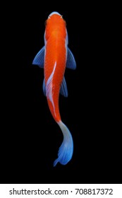 4,404 Koi fish top view Stock Photos, Images & Photography | Shutterstock