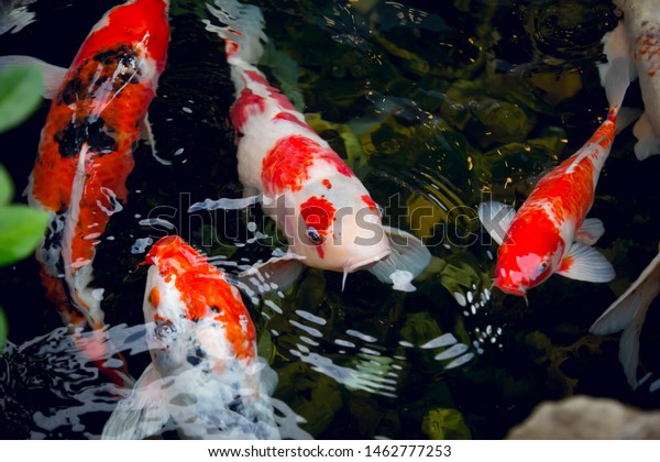 Koi Fish Floating Pool Backyard Stock Photo 1462777253 | Shutterstock