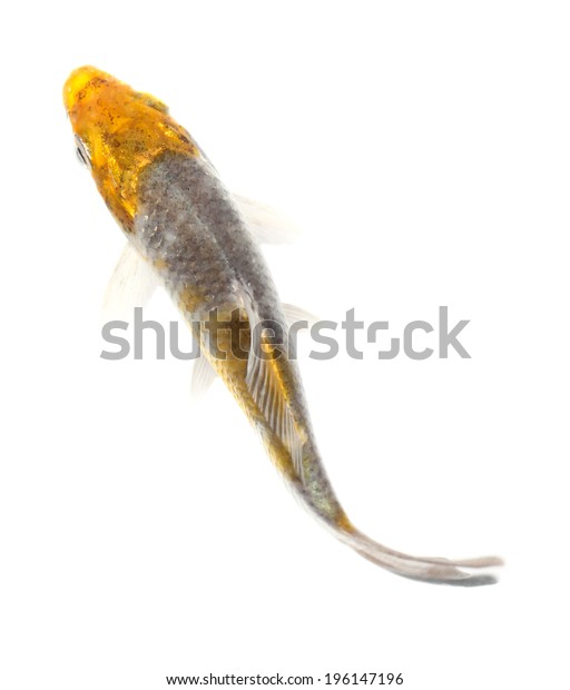 Koi Isolation On White Background Stock Photo 196147196 | Shutterstock