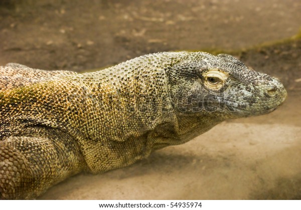 Komodo Dragon Posing Stock Photo 54935974 | Shutterstock