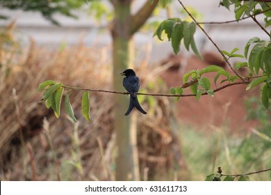 85 Koyal bird 이미지, 스톡 사진 및 벡터 | Shutterstock