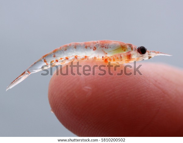 99 Deep Ocean Krill Images, Stock Photos & Vectors | Shutterstock