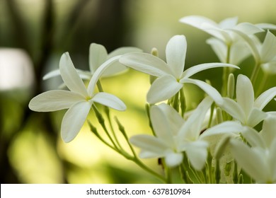 Kurchi Images, Stock Photos & Vectors | Shutterstock