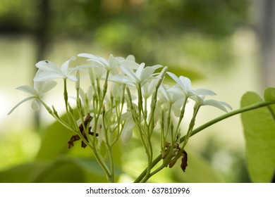 Kurchi Images, Stock Photos & Vectors | Shutterstock