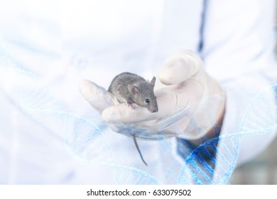 9,835 Mouse Lab Images, Stock Photos & Vectors | Shutterstock