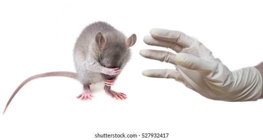5,929 Rat Experiment Images, Stock Photos & Vectors | Shutterstock