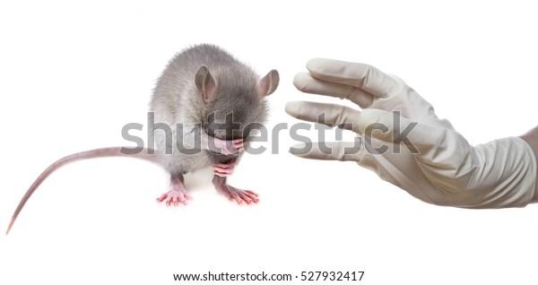 Lab Rat Afraid Experiments Stock Photo 527932417 | Shutterstock